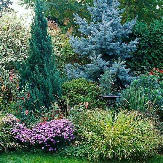 Six types of evergreens for your landscape | Blog